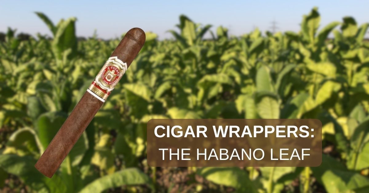 Unwrapping the Habano Leaf: A Tale of Tradition and Taste 🍂