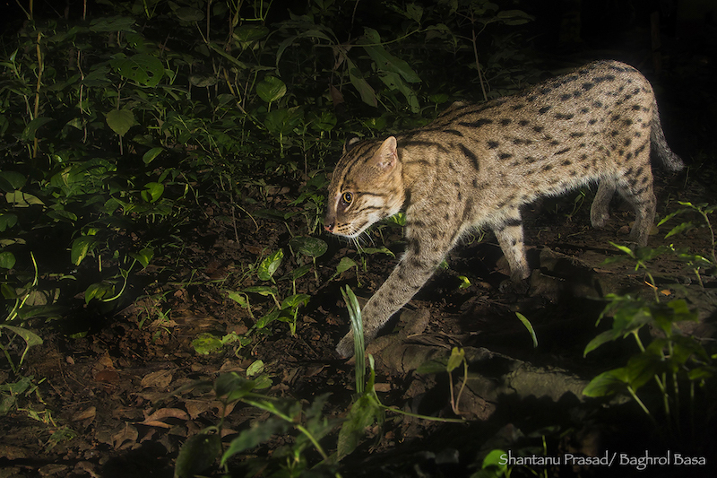 Issue 165: Fishing Cat Expedition