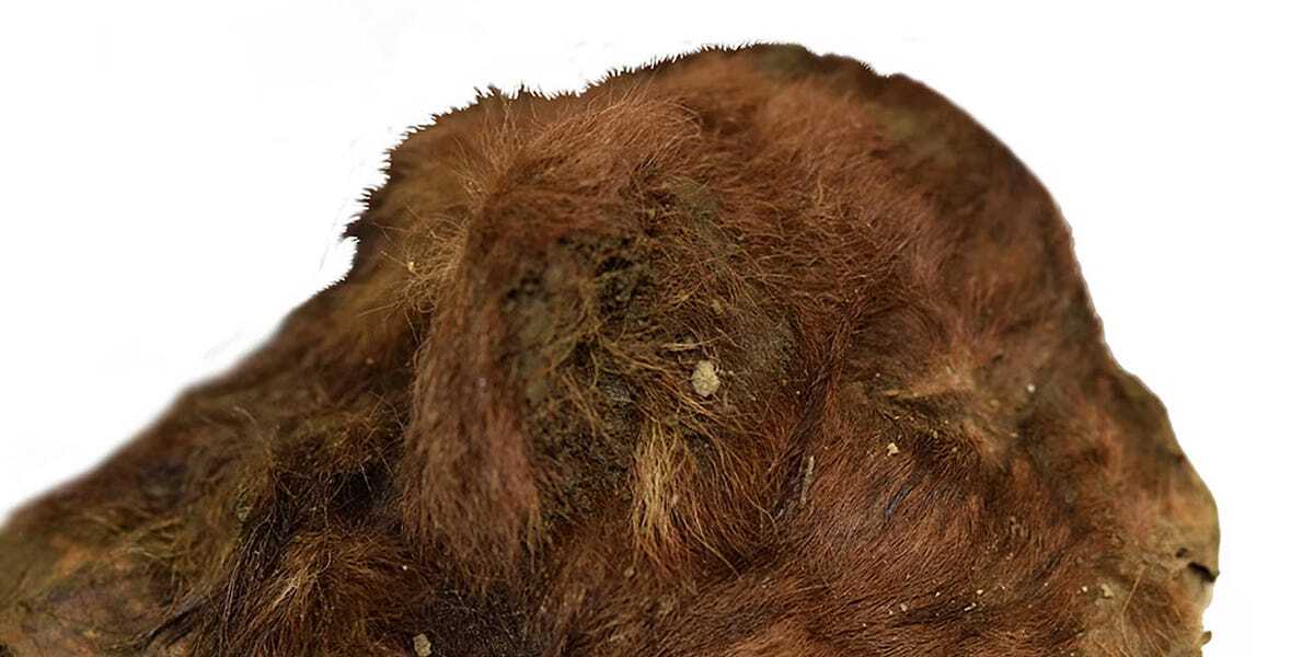 35,000-Year-Old Saber-Toothed Kitten Unearthed in Siberian Permafrost