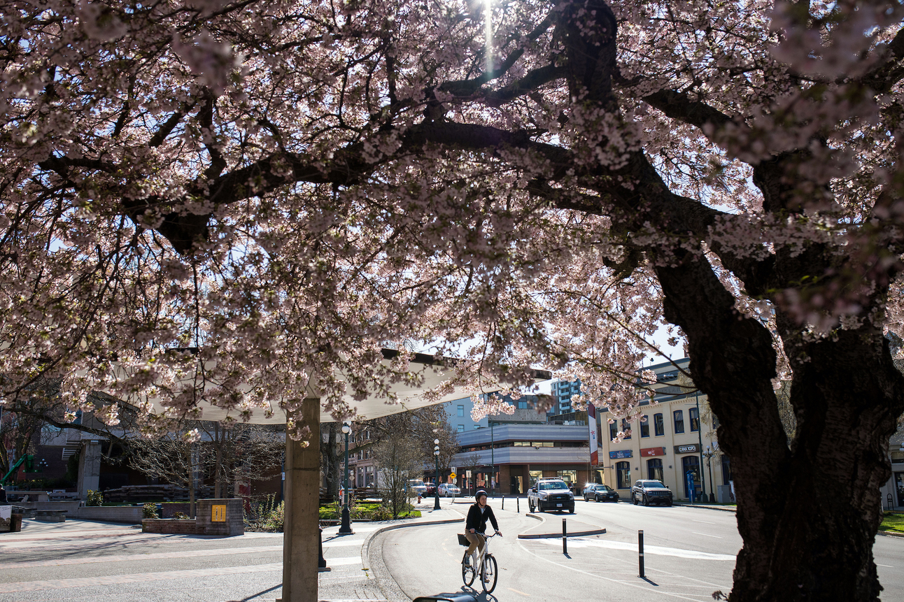 March 17 - Behind the blossoms