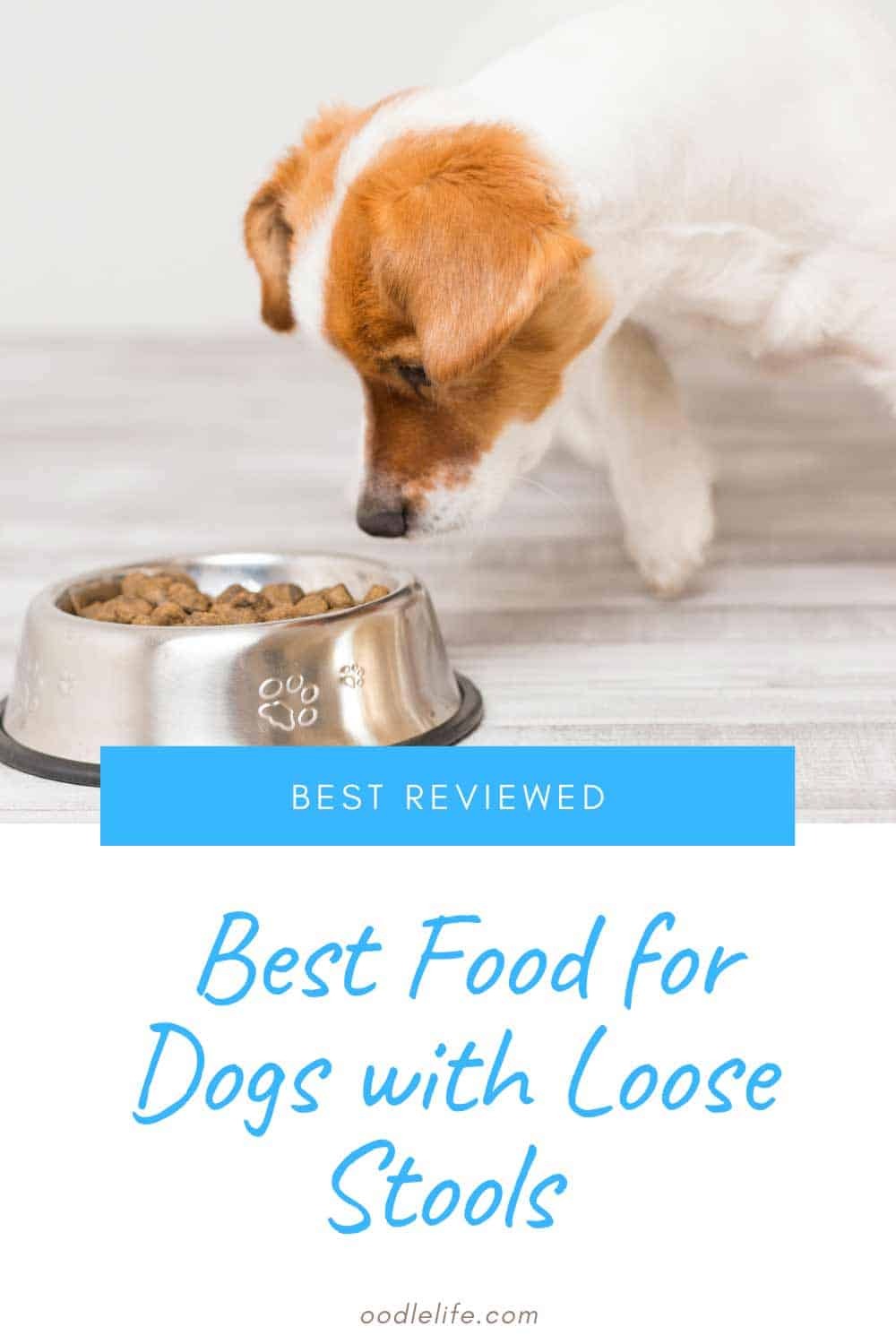 Top 4 Best Dry Dog Food for Loose Stools