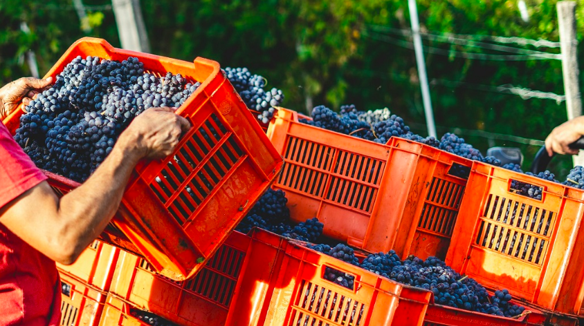 Export results reflect challenging global trends // Researcher finds ...