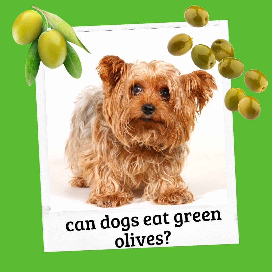 Can Dogs Eat Green Olives? (What To Do)