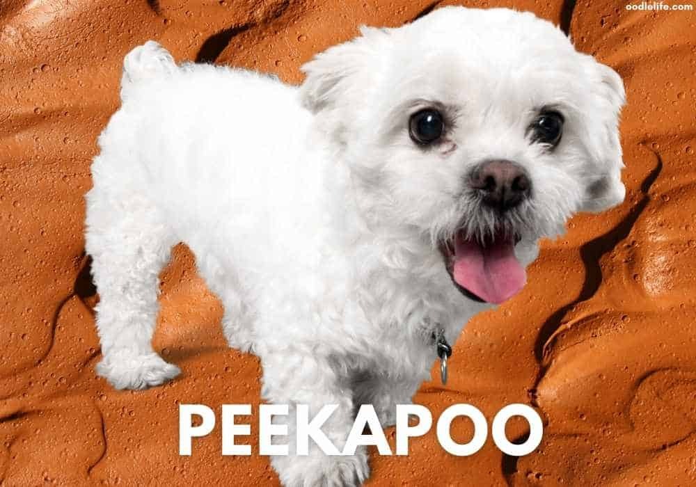 What is a Peekapoo Dog? (2024 with pictures)
