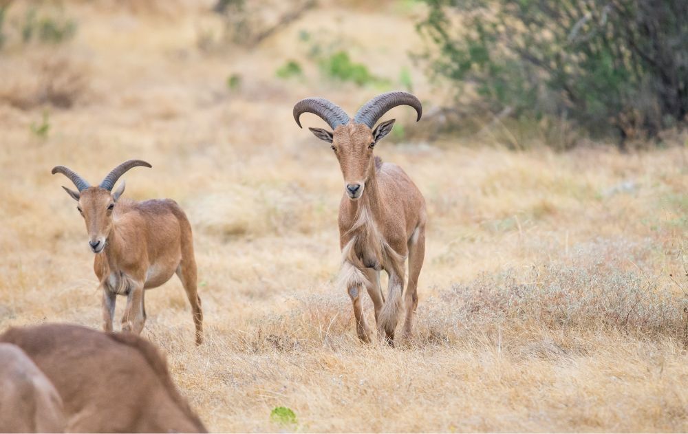 Texas Looking to the Skies to Target Invasive Aoudad Sheep with ...
