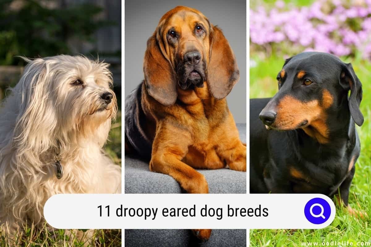 11 Droopy Eared Dog Breeds (With Photos)