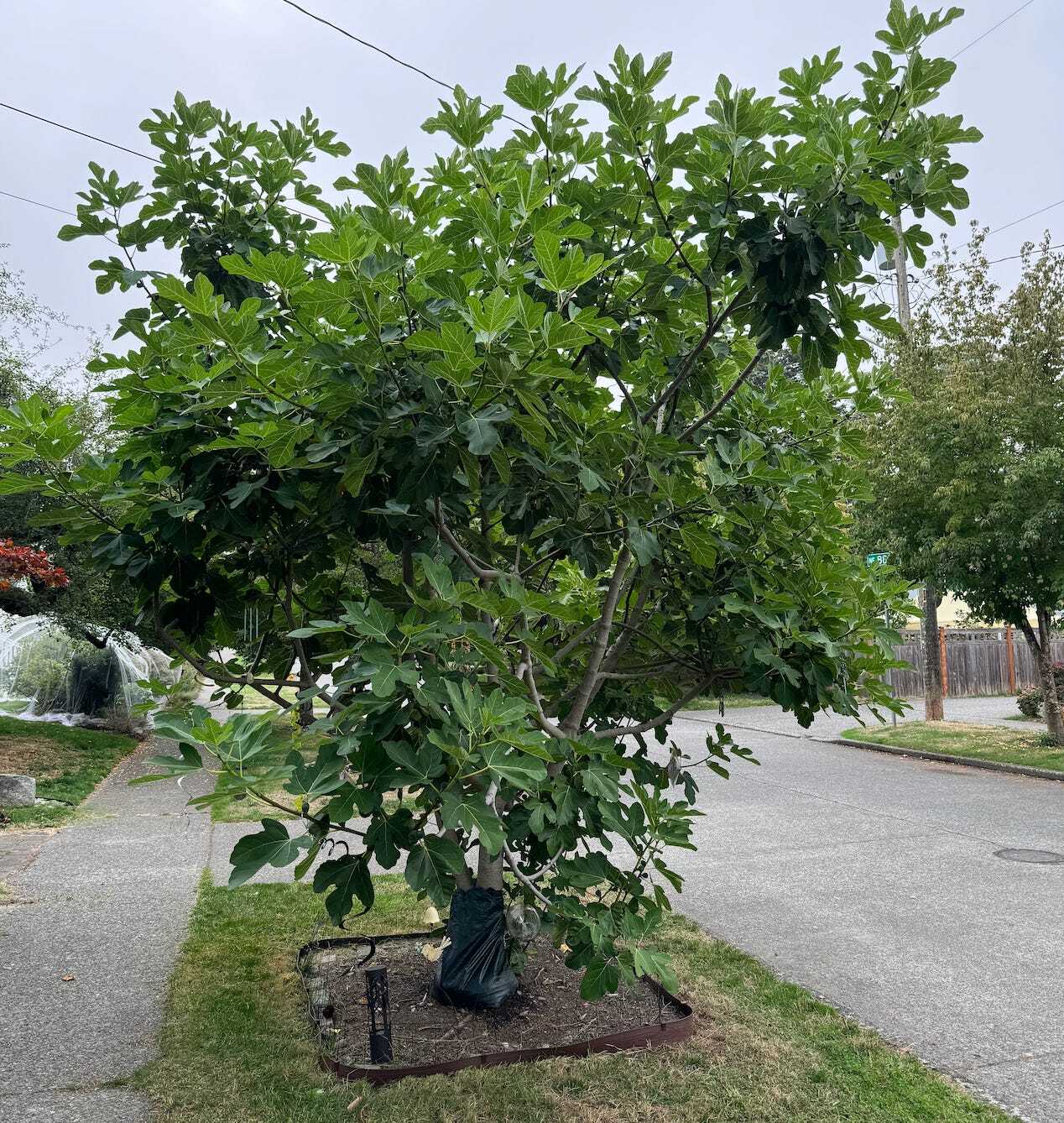 The Happiest Tree in Seattle