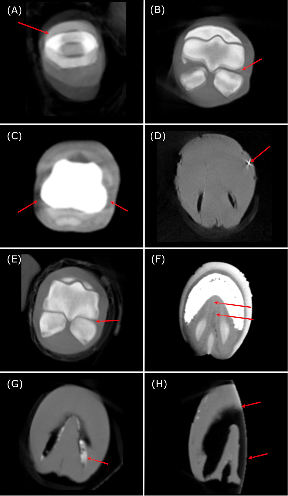 Standing CT Scans of Horse Distal Limbs: Technique, Diagnoses ...