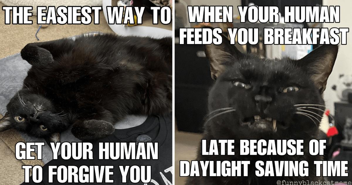 Step Into The Void: Wholesome And Spicy Black Cat Memes 🖤😺