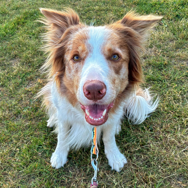 🐶 ️🐶 Myth Busting: Do Tail Wags Always Mean a Dog is Happy? 🐶 ️🐶