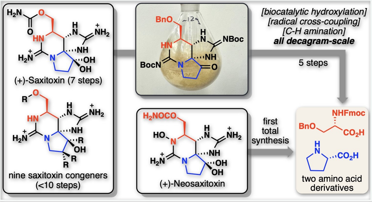 Saxitoxins Simplified
