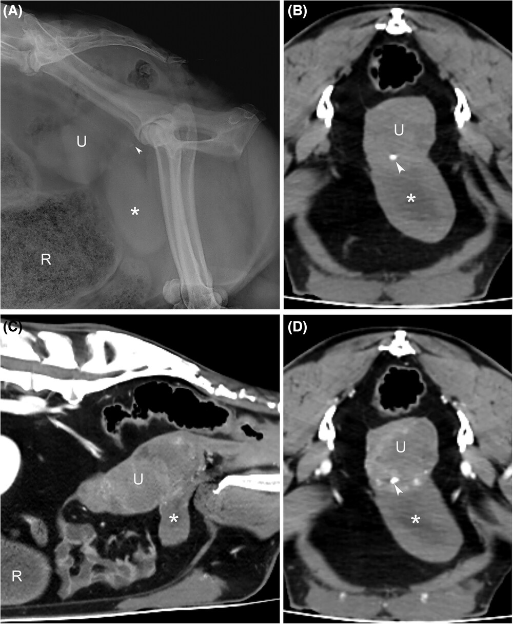 CT Imaging Features of Tubular Genital Tract Neoplasia in Goats