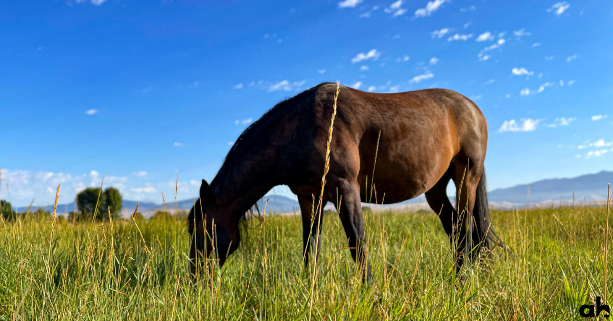 What Are Mustang Horses Used For? - Types and Characteristics