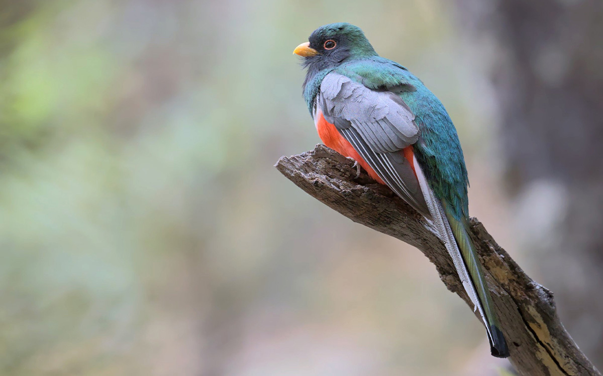 7 Bird Photography Genres You Need to Know