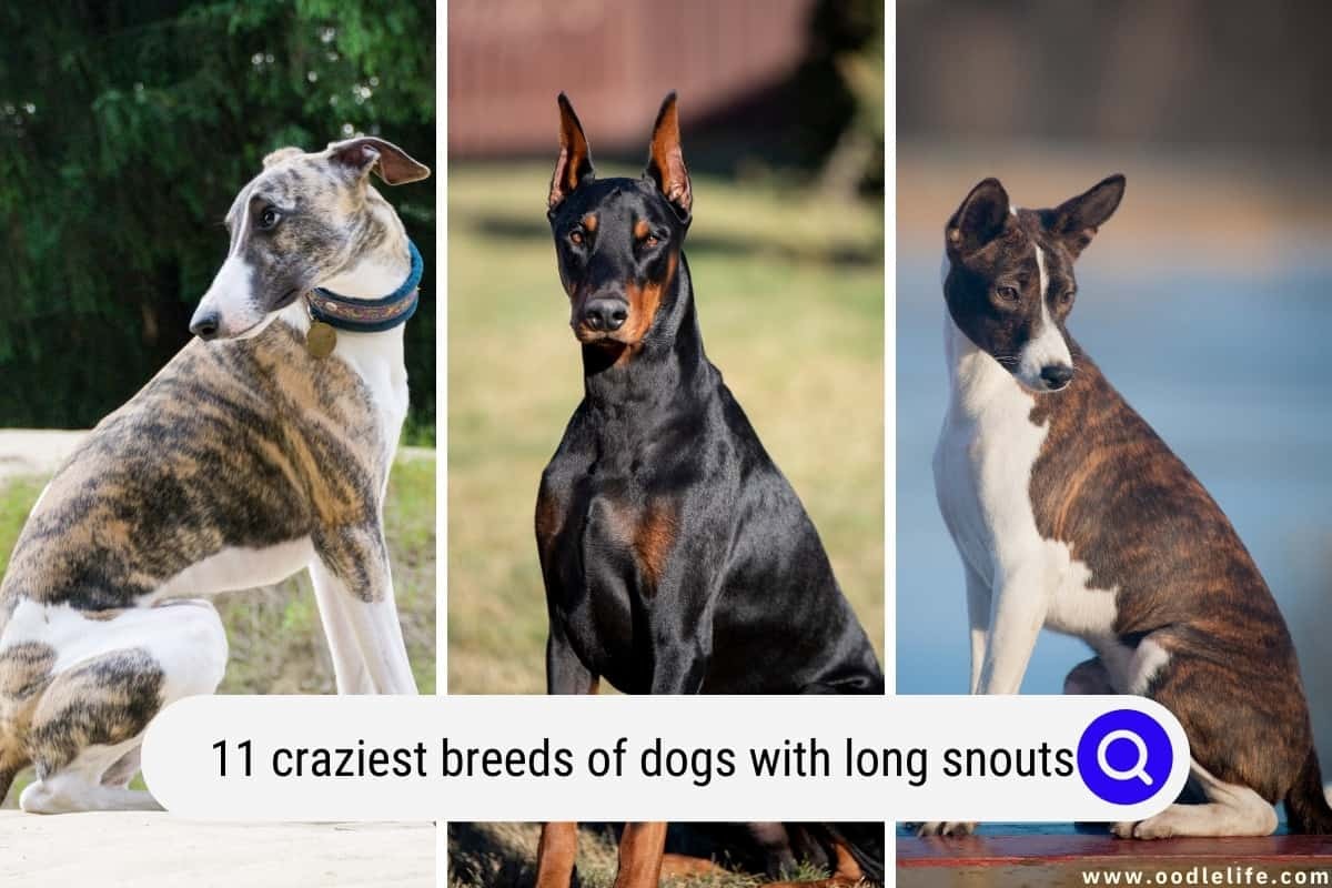 11 Craziest Breeds of Dogs With Long Snouts (Photos)