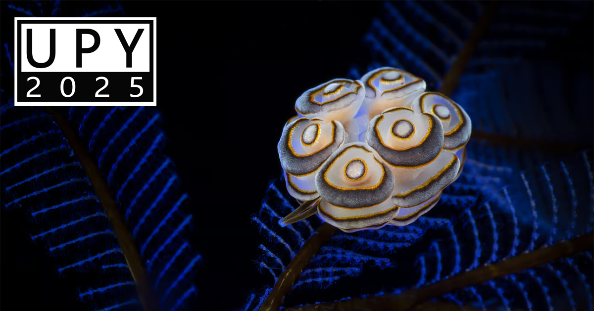 From Coral Reefs to Tiny Critters: Our Favorite UPY 2025 Images