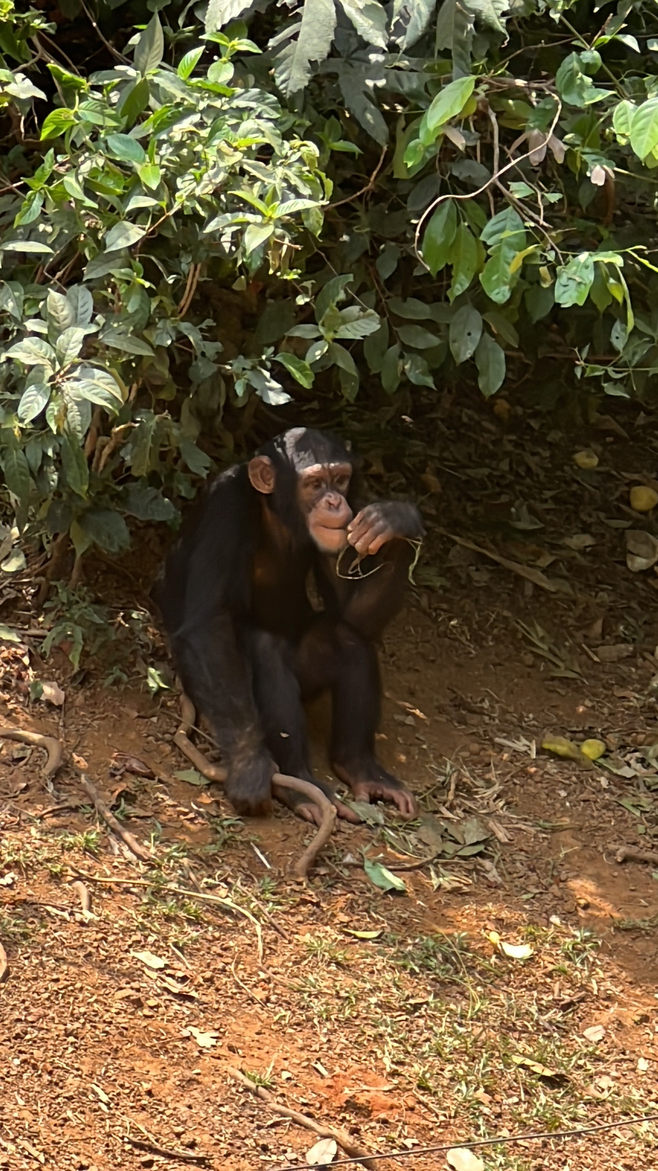🌊 The Battle for the Chimpanzee