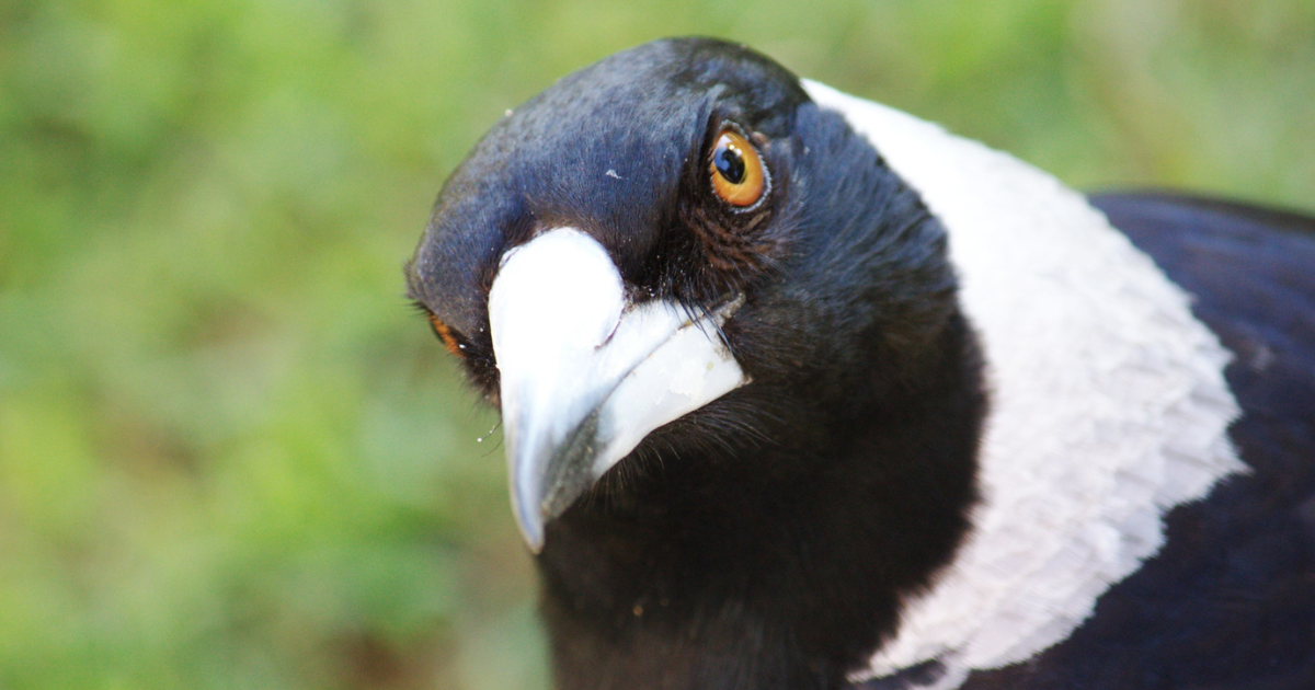 Magpie season is upon us: here’s how best to avoid getting swooped
