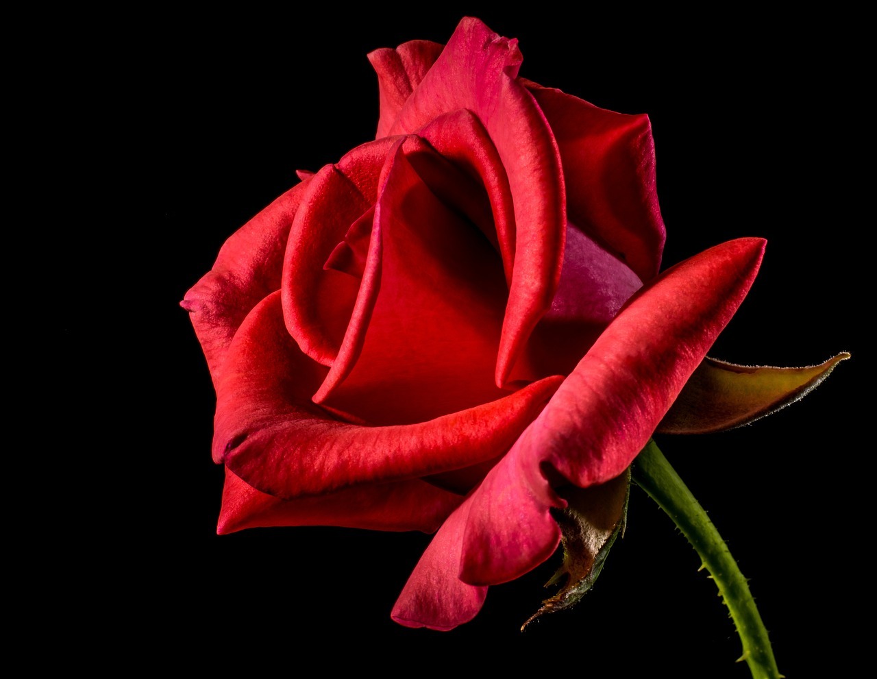 Physicists Reveal the Geometric Forces Behind Roses' Iconic Blooming Shape
