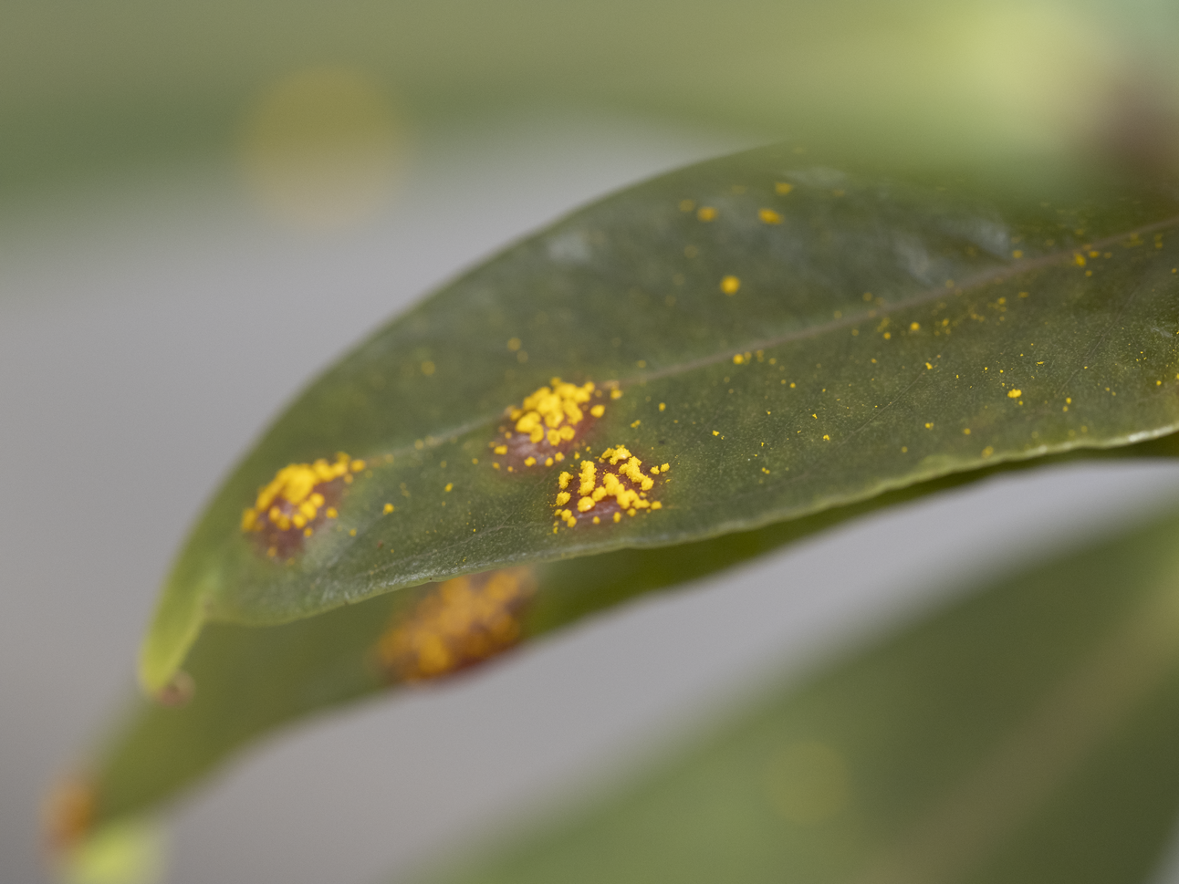 Robigalia Roundup #25