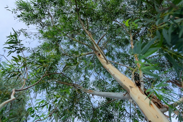 Sf Woman S Death Highlights Dangers Of Eucalyptus