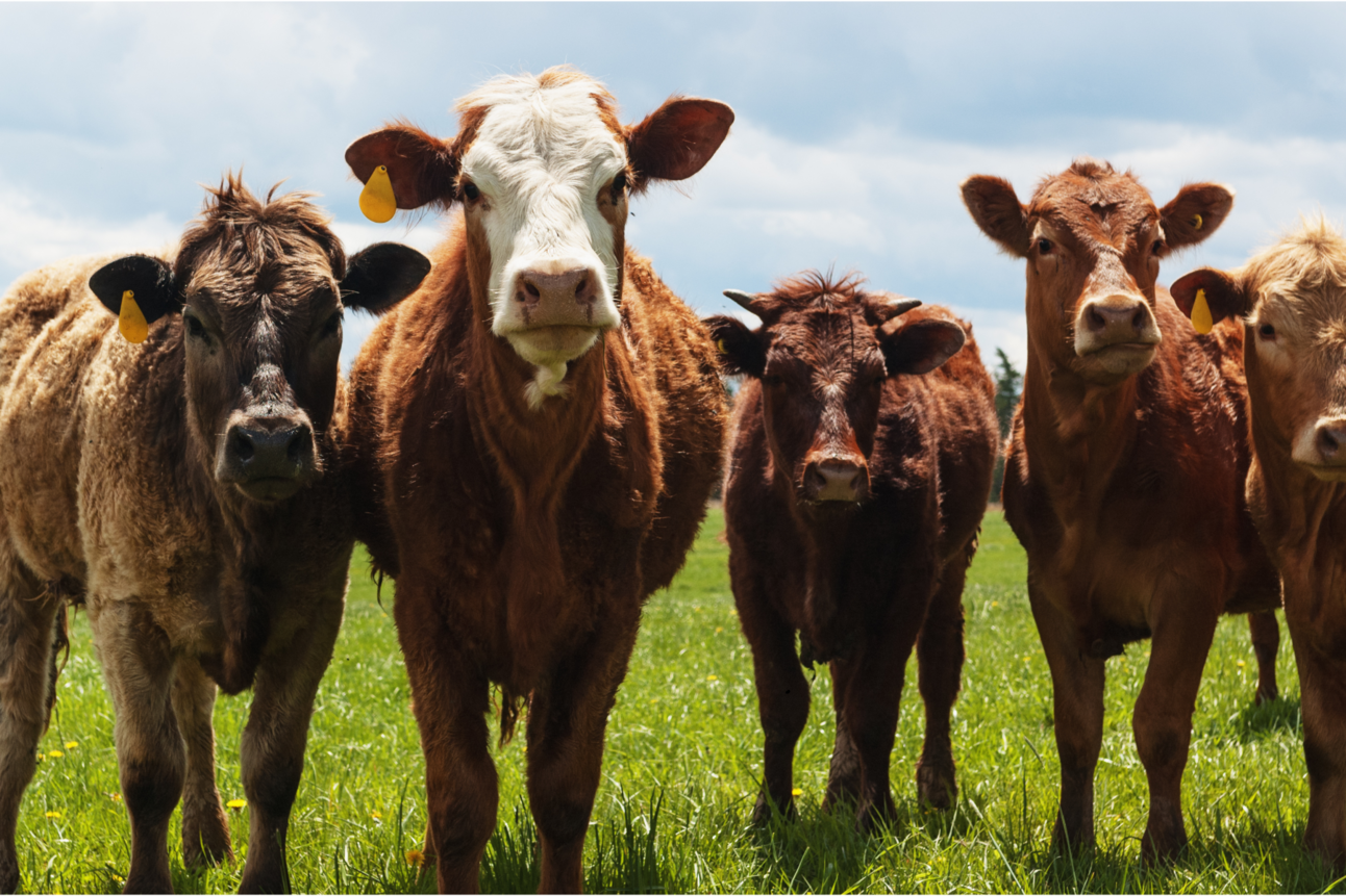 These folks spent 4th of July weekend rounding up 30+ escaped cows