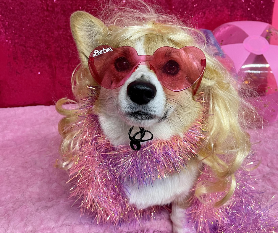 Hello Corgi, Let’s Go Party