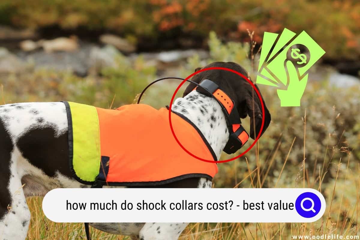 How Much Do Shock Collars Cost? (Best Value 2024)