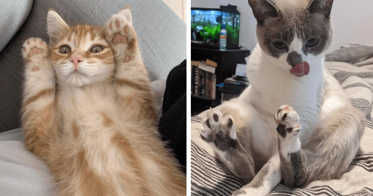 16 Purrfect Pics of Pawdorable Kitties And Their Widdle Toes 🐾