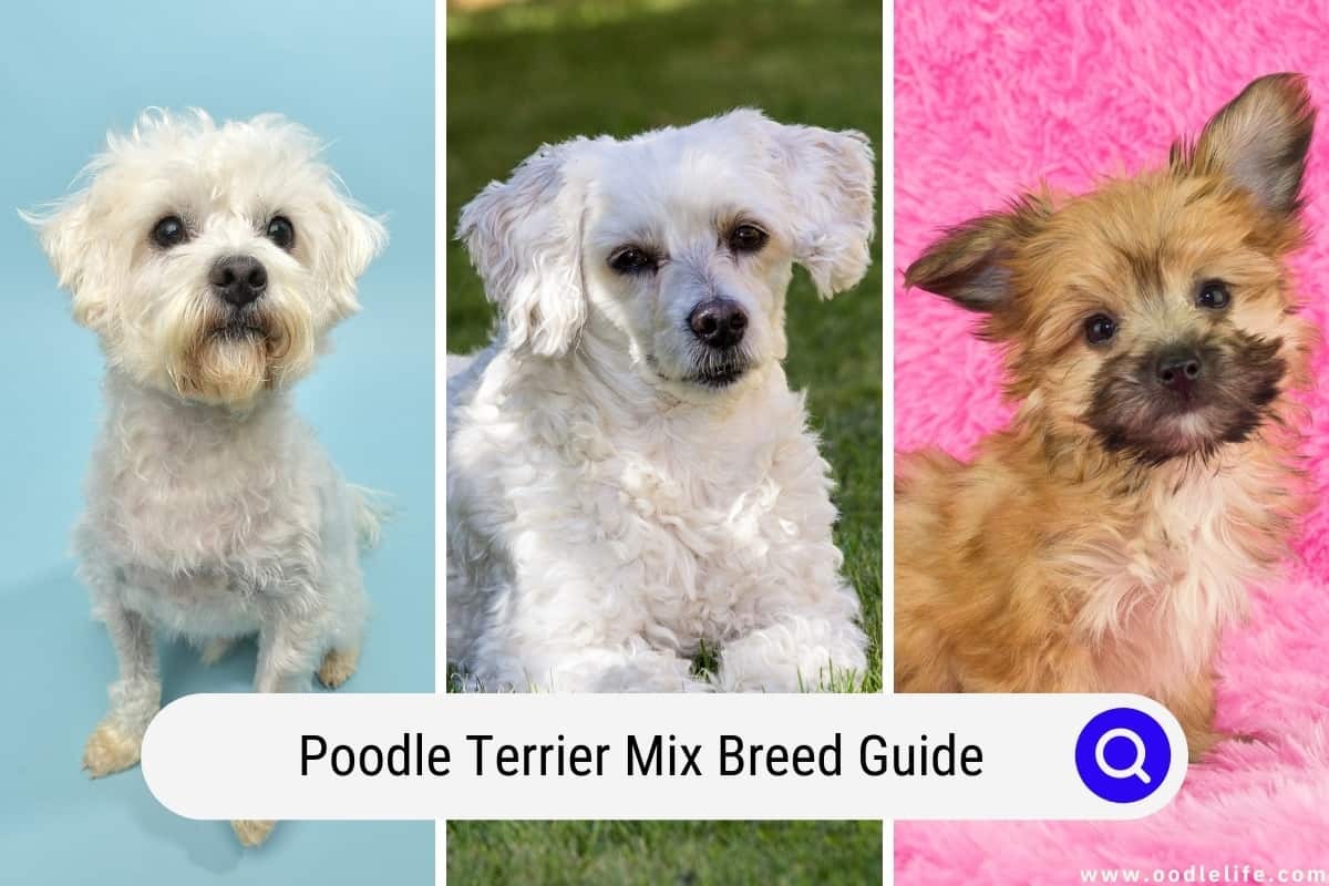 Poodle Terrier Mix Breed Guide (with Photos)