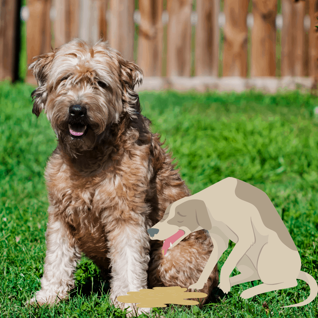 Why is My Goldendoodle Throwing Up?