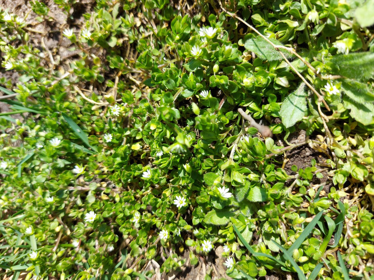 Cash Crops for Small Farms