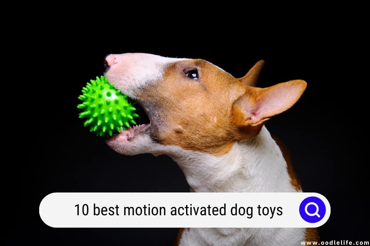 10 Best Motion Activated Dog Toys (2024 Update)