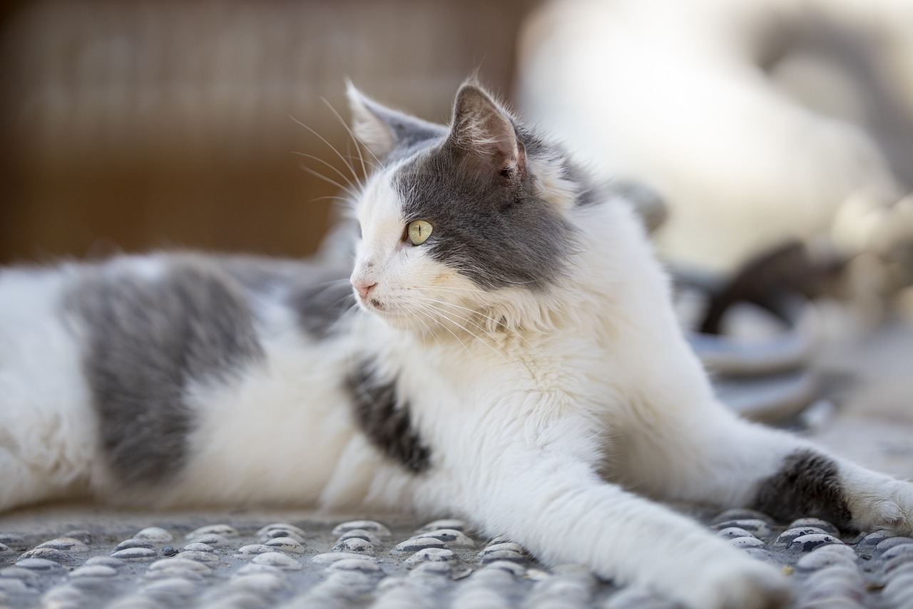 Understanding Cat Behavior: What Their Actions Communicate