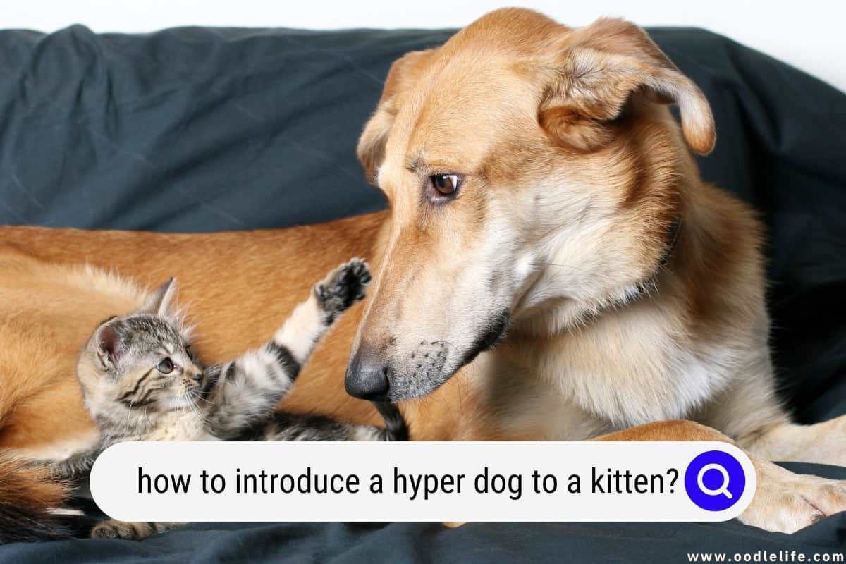 How To Introduce a Hyper Dog to a Kitten?