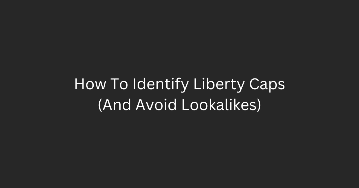 How To Identify Liberty Caps (And Avoid Lookalikes)