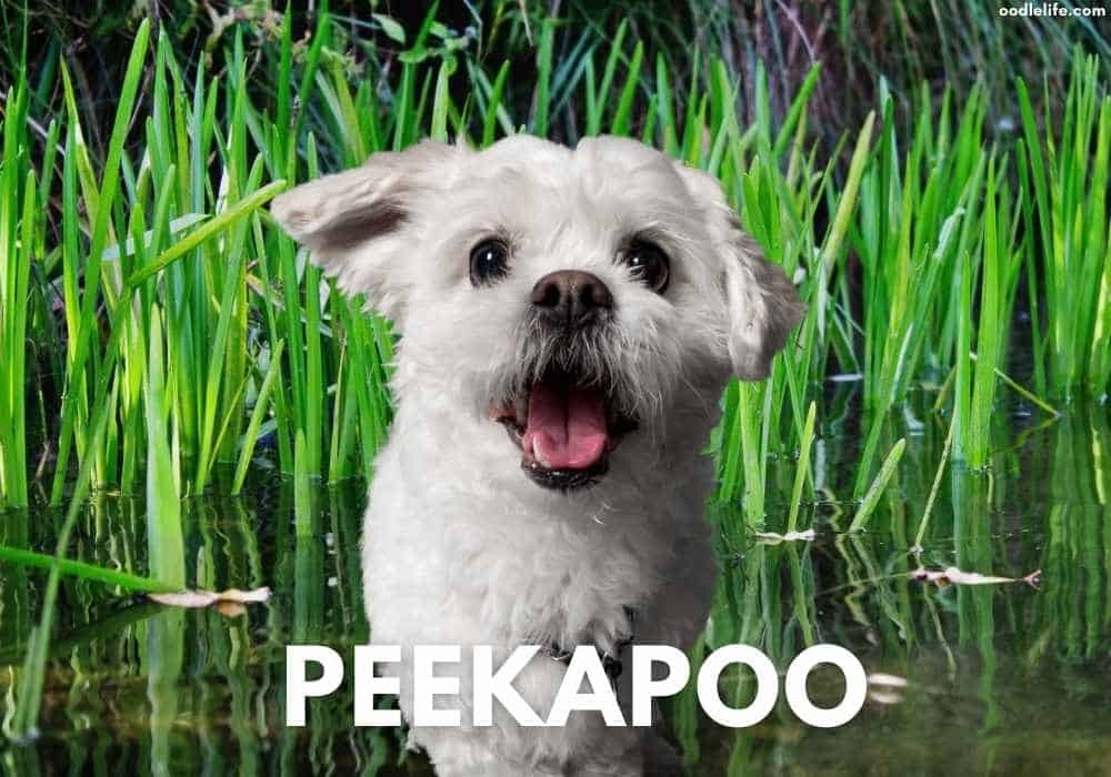 The Peekapoo 101 [13 Amazing Peekapoo Facts]