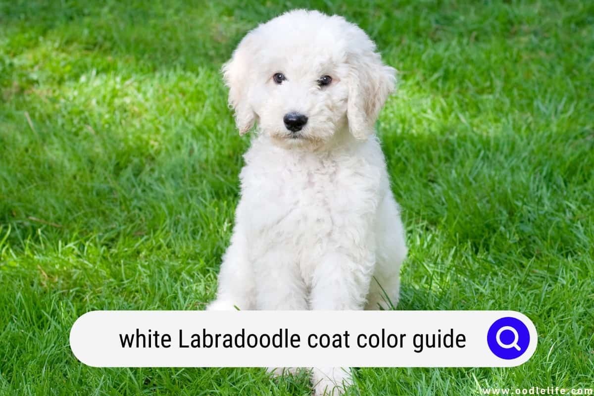 White Labradoodle Coat Color Guide! (2024)