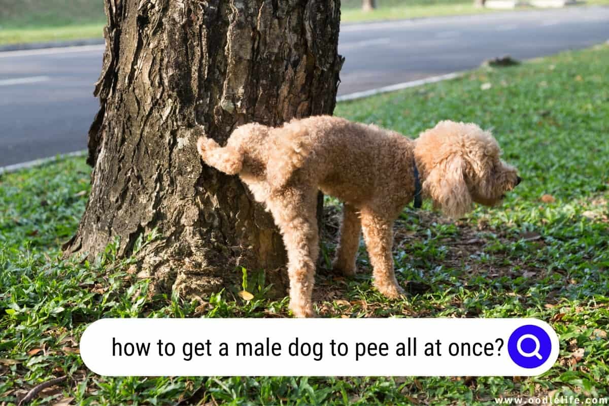 How to Get a Male Dog to Pee All at Once? [Fixes]