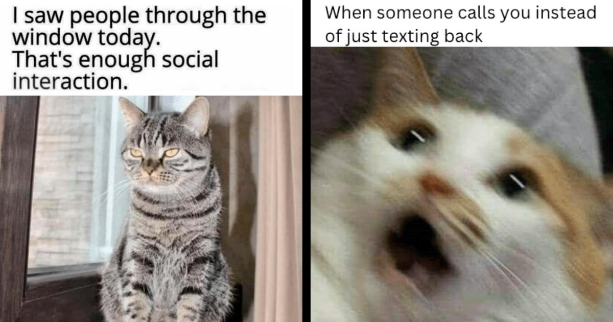 30 Meowgnificent Introvert Memes 😹