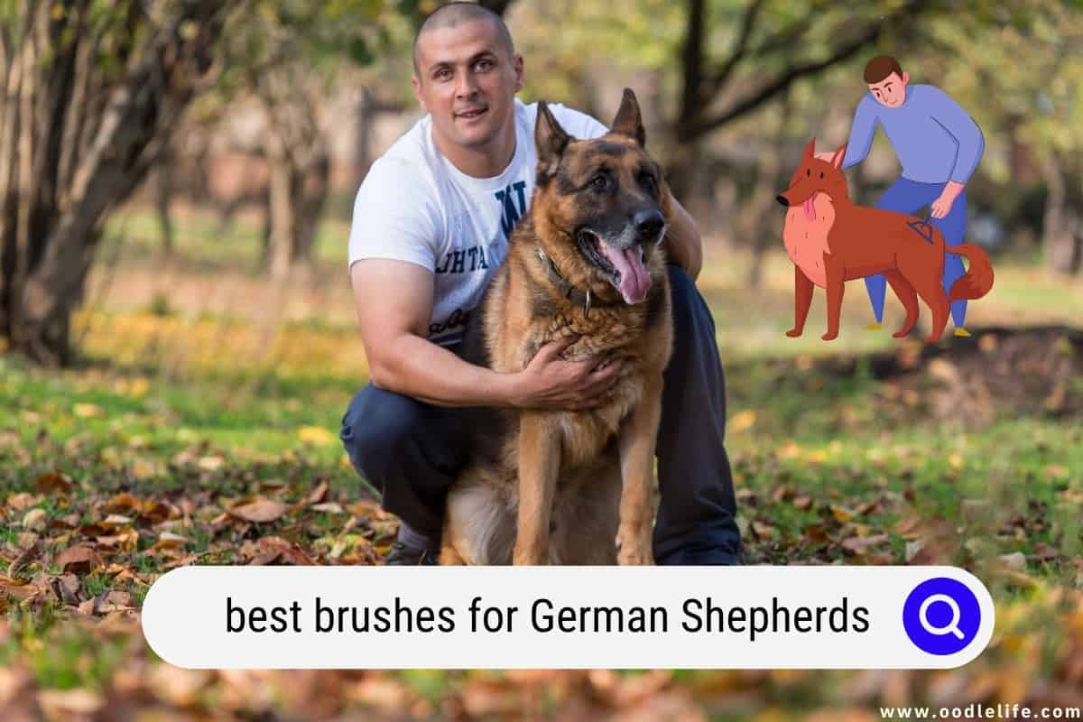 5 Best Brushes for German Shepherds (2024 Update)