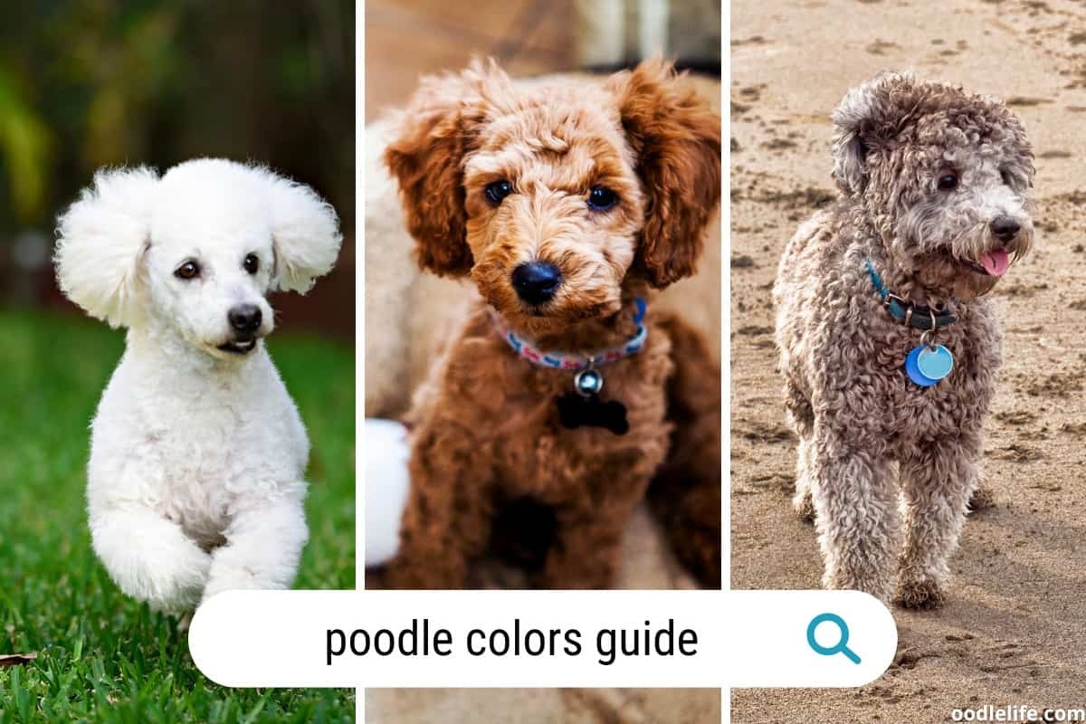 Poodle Colors Guide [With Photos]