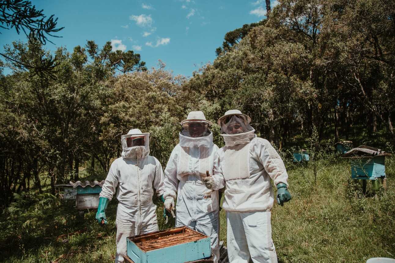 How to Start a Beehive: A Comprehensive Guide for Beginners