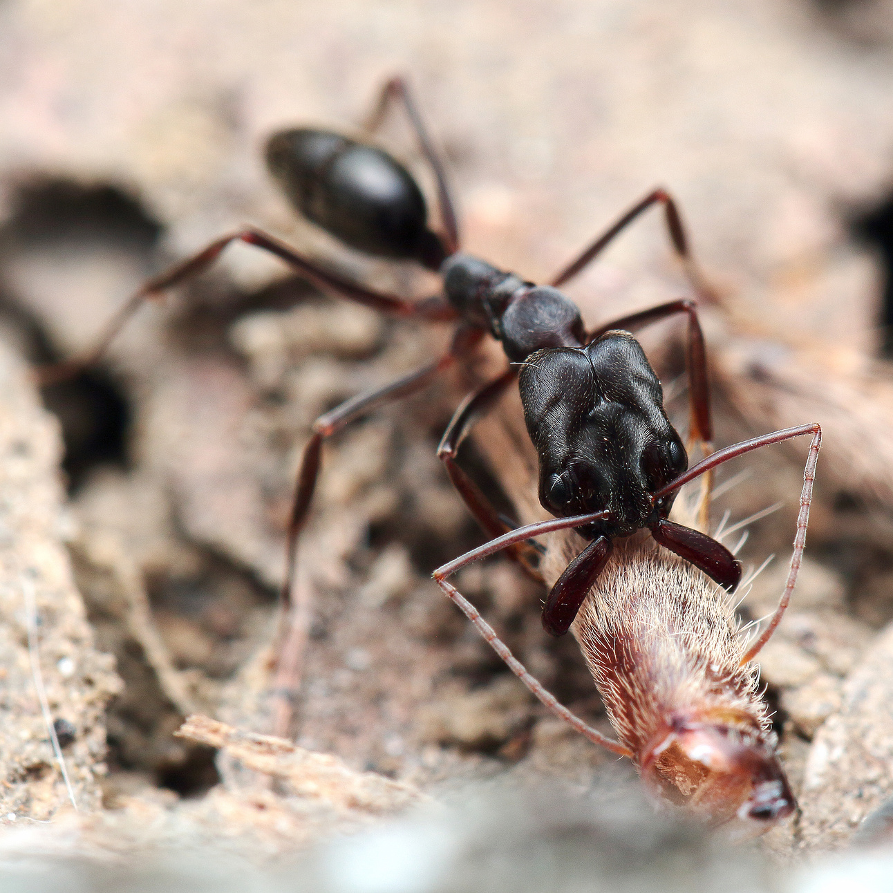 Ants, Milk, Lactose, and Confusion - Issue #86