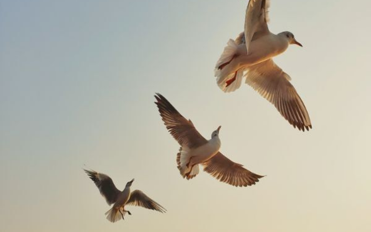 Photographing Birds Flying Takes Practice, Patience, And Skill