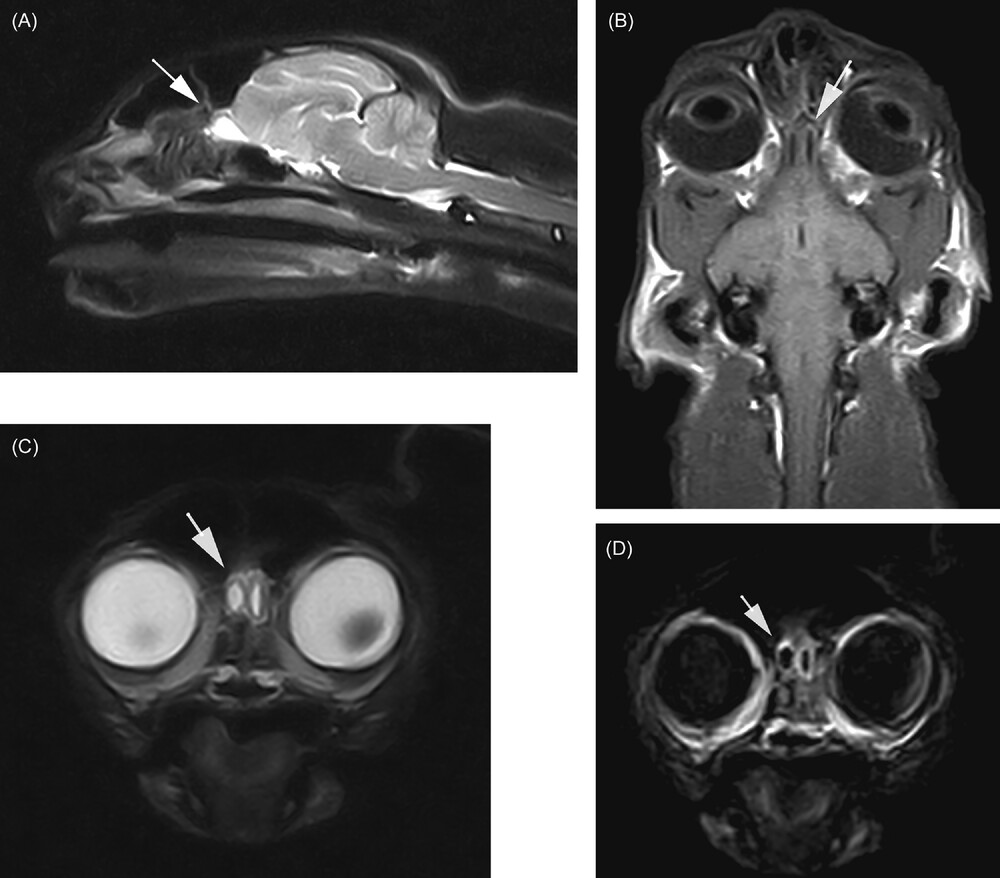 Is olfactory recess dilation normal in cats?