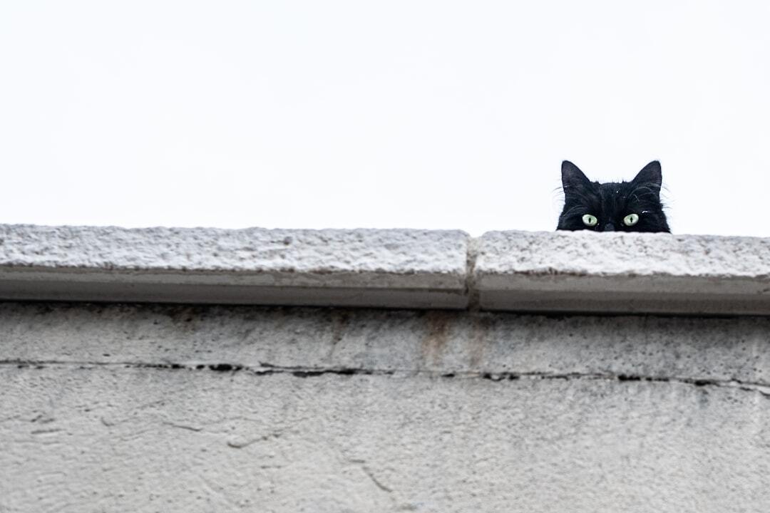 Feline market signals that will shape 2026