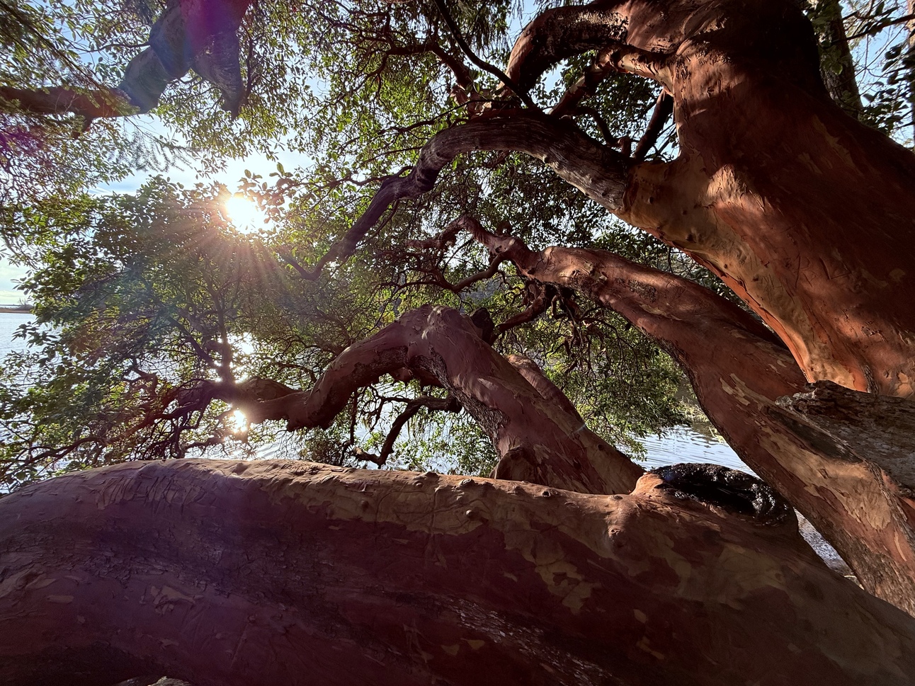 Jan 9 - New rules about trees