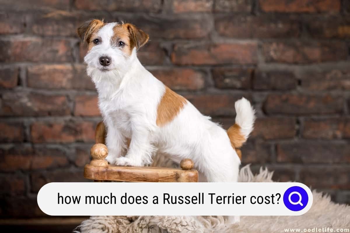 How Much Does a Russell Terrier Cost? (2024 Jack Russell Terrier Price ...
