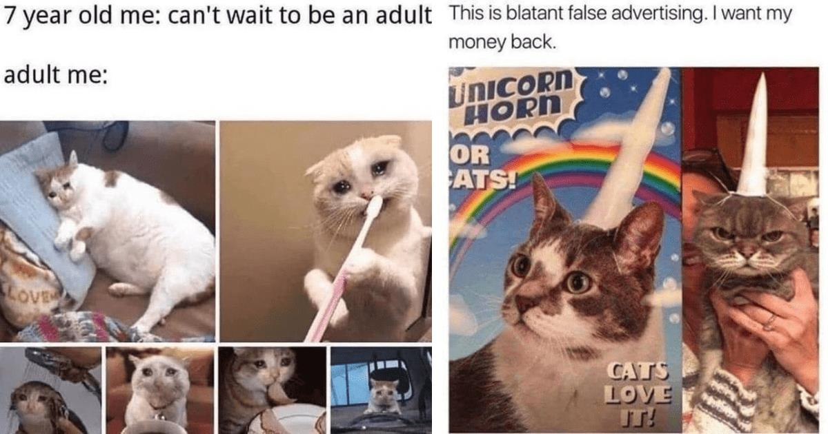 43 Hilarious Cat Memes To Slack To Your Fellow Corporate Cats
